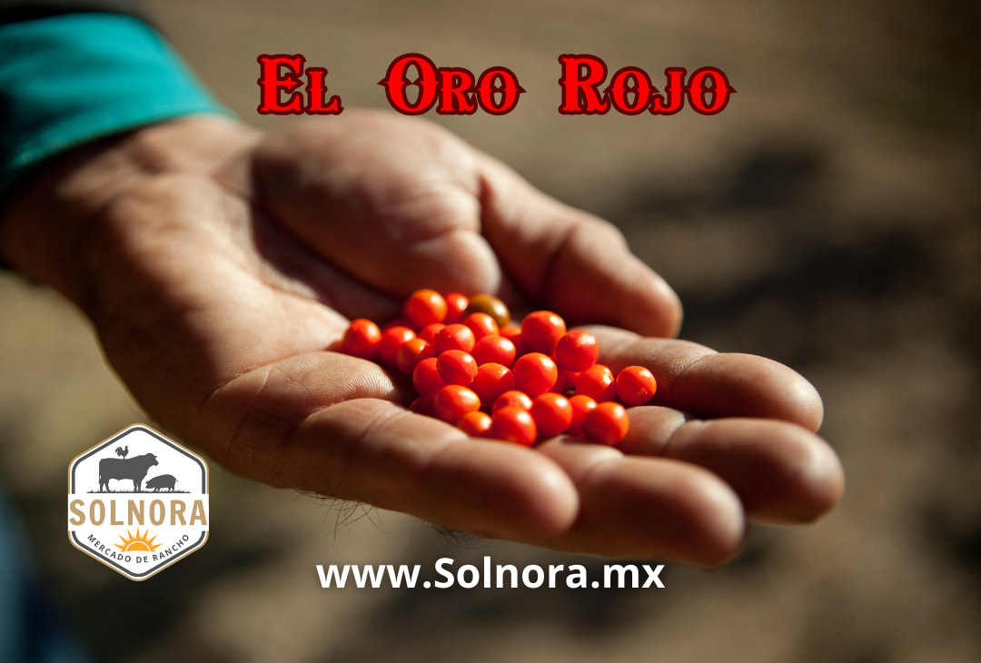 Chiltepín: el Corazón Picante de Sonora - Solnora