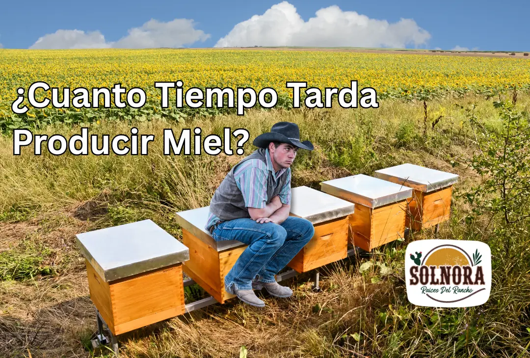 De cero a tu primera cosecha: cuánto tiempo toma producir miel y qué ...